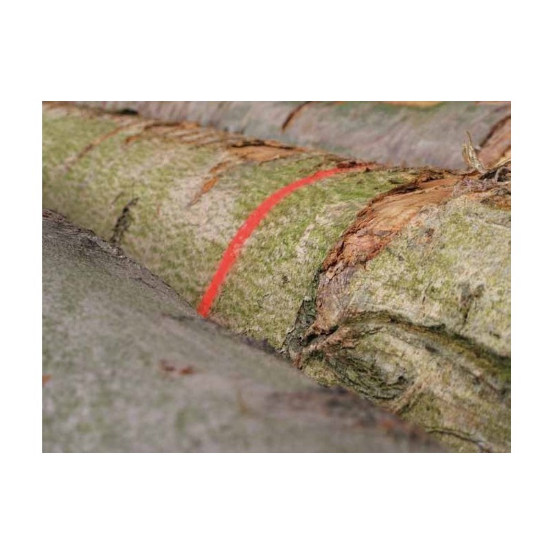 FLUO MARKER - SOPPEC | Fluorescent Tree Marking Spray Paint